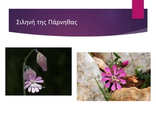 Η χλωρίδα της Πάρνηθας.bfbfbfbffbfbfbfbbpptx | PPTX