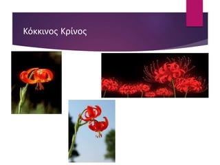 Η χλωρίδα της Πάρνηθας.bfbfbfbffbfbfbfbbpptx | PPTX