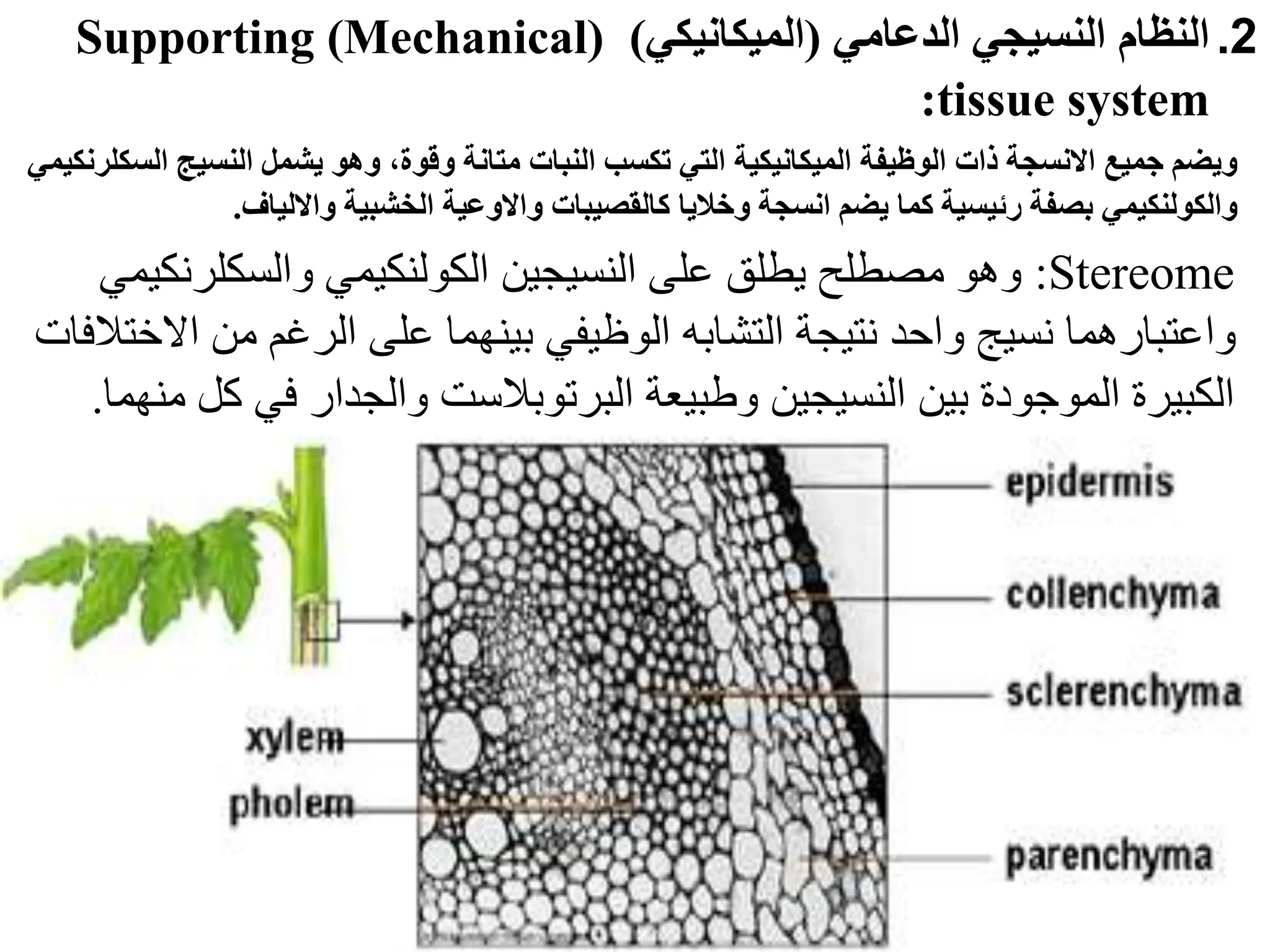 د.فائق الراضي Permanent tissues-6 (Muhadharaty).pptx