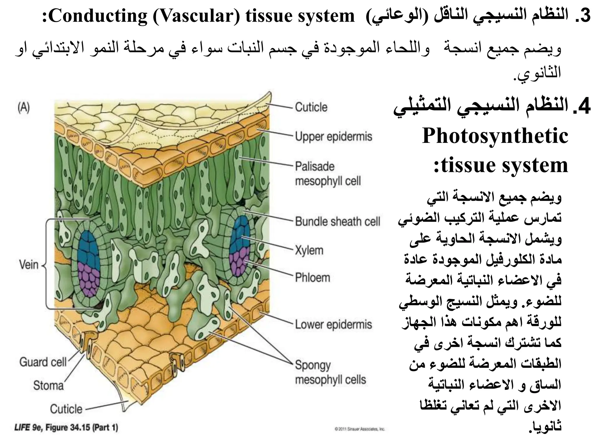 د.فائق الراضي Permanent tissues-6 (Muhadharaty).pptx