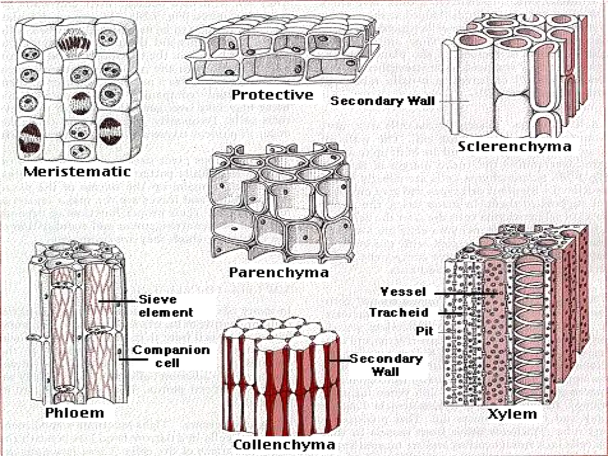 د.فائق الراضي Permanent tissues-6 (Muhadharaty).pptx
