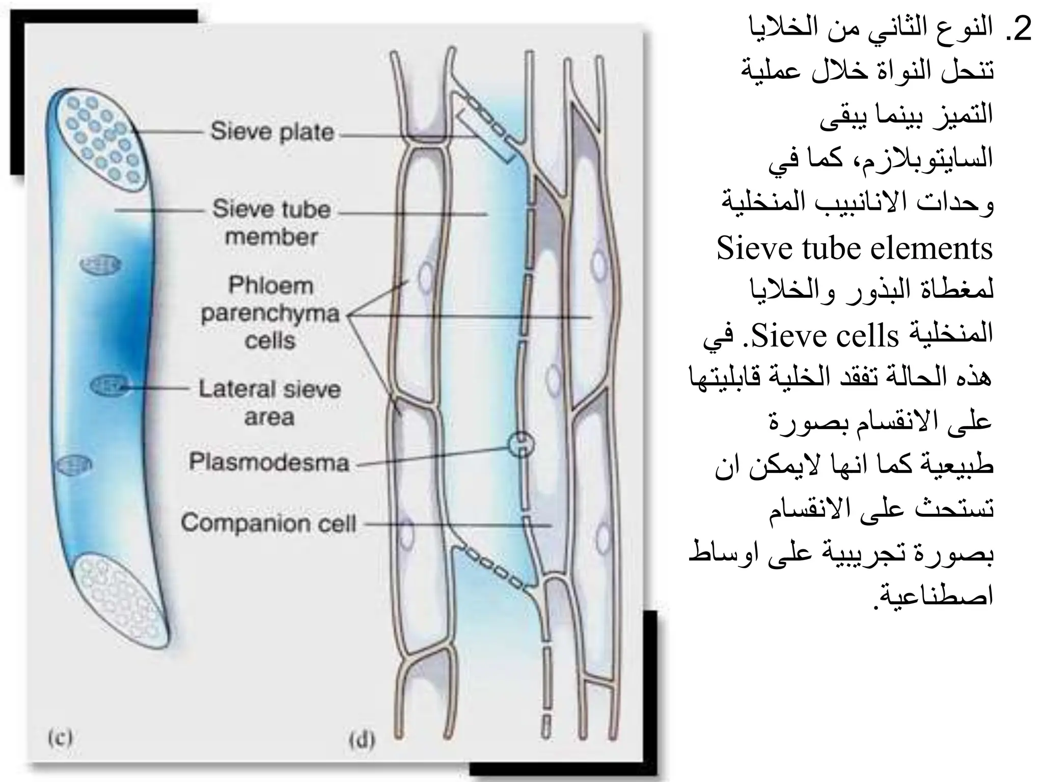 د.فائق الراضي Permanent tissues-6 (Muhadharaty).pptx