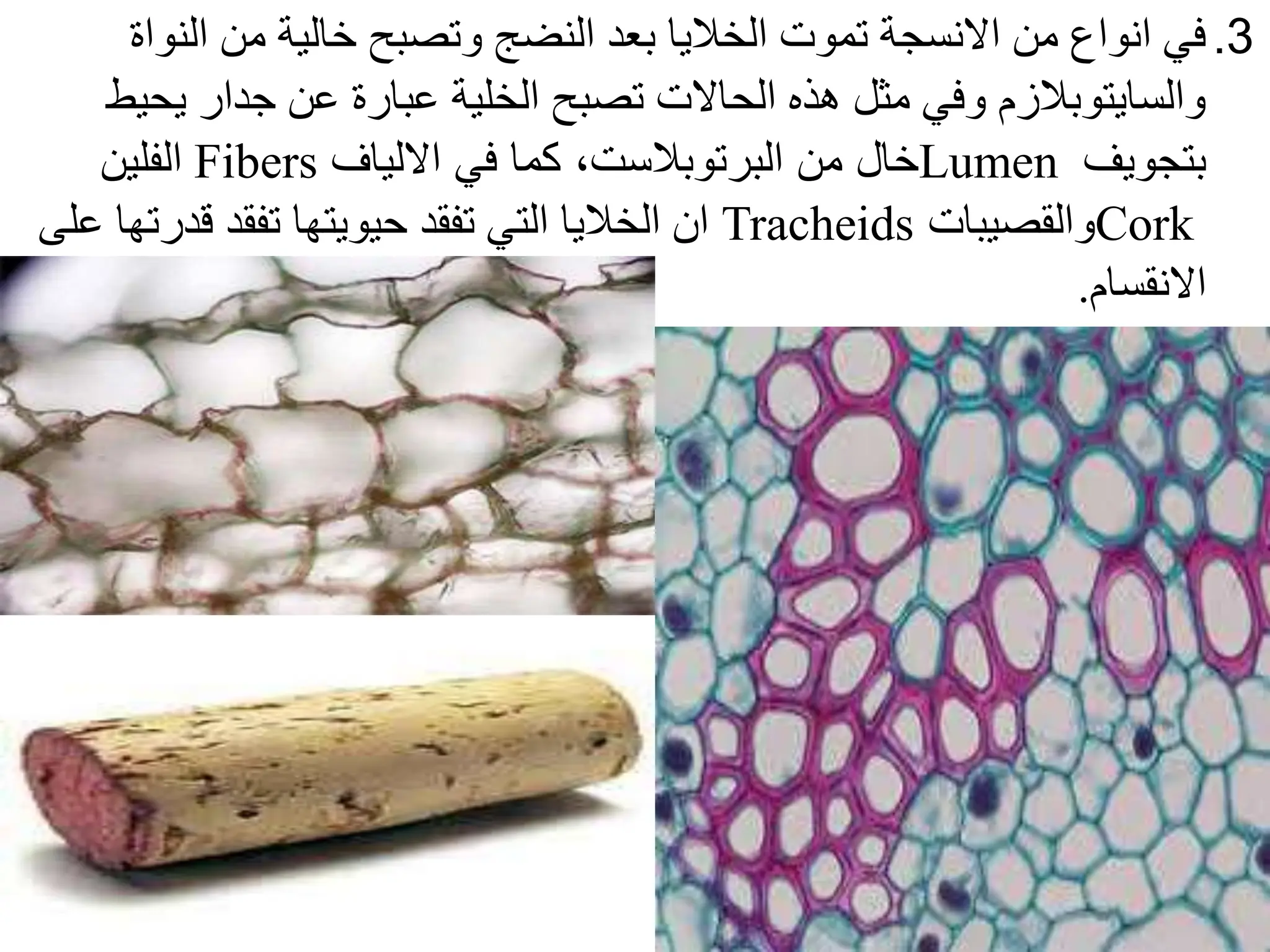 د.فائق الراضي Permanent tissues-6 (Muhadharaty).pptx