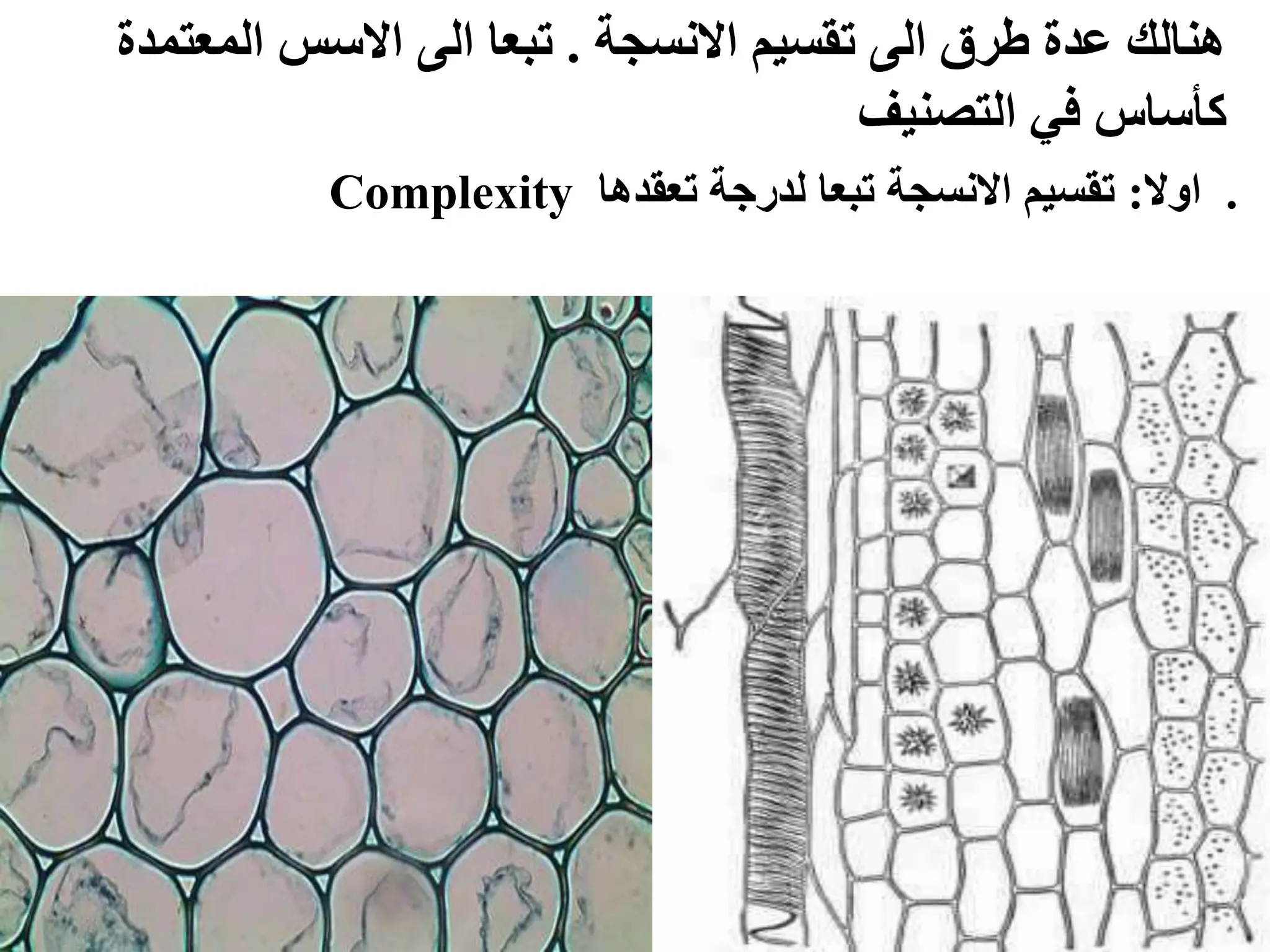 د.فائق الراضي Permanent tissues-6 (Muhadharaty).pptx