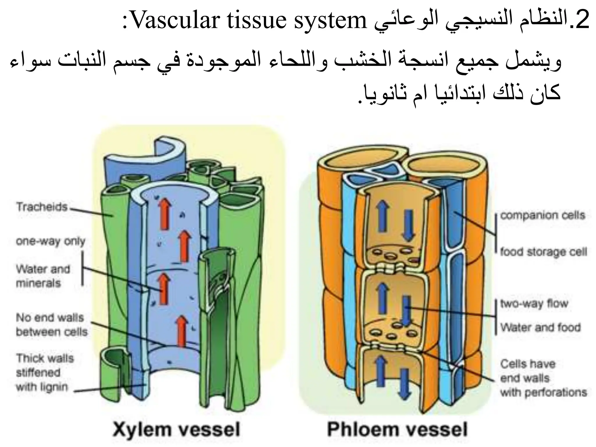 د.فائق الراضي Permanent tissues-6 (Muhadharaty).pptx