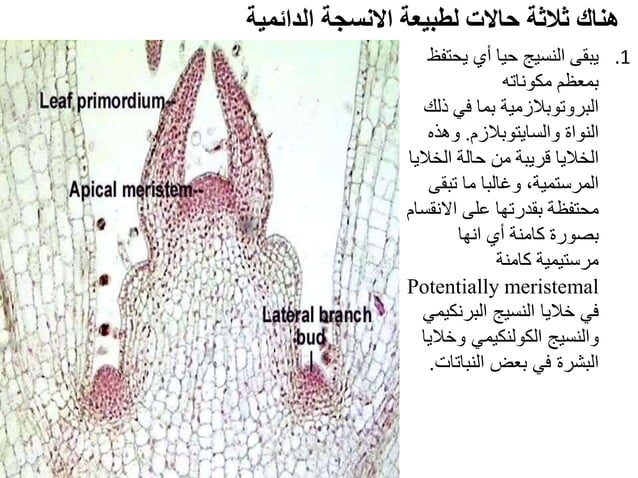 د.فائق الراضي Permanent tissues-6 (Muhadharaty).pptx