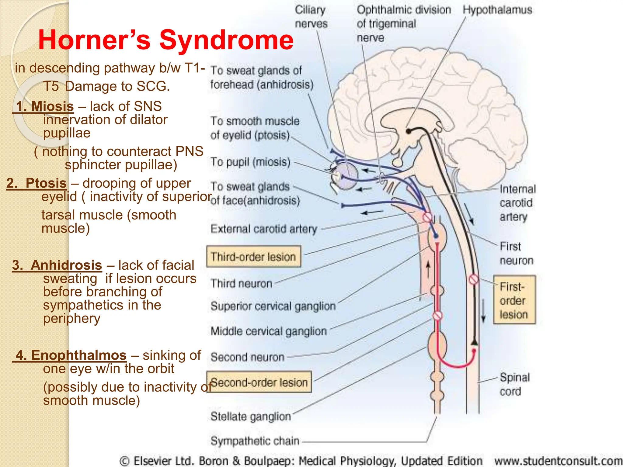 Autonomic nervous system physiology brief | PPTX