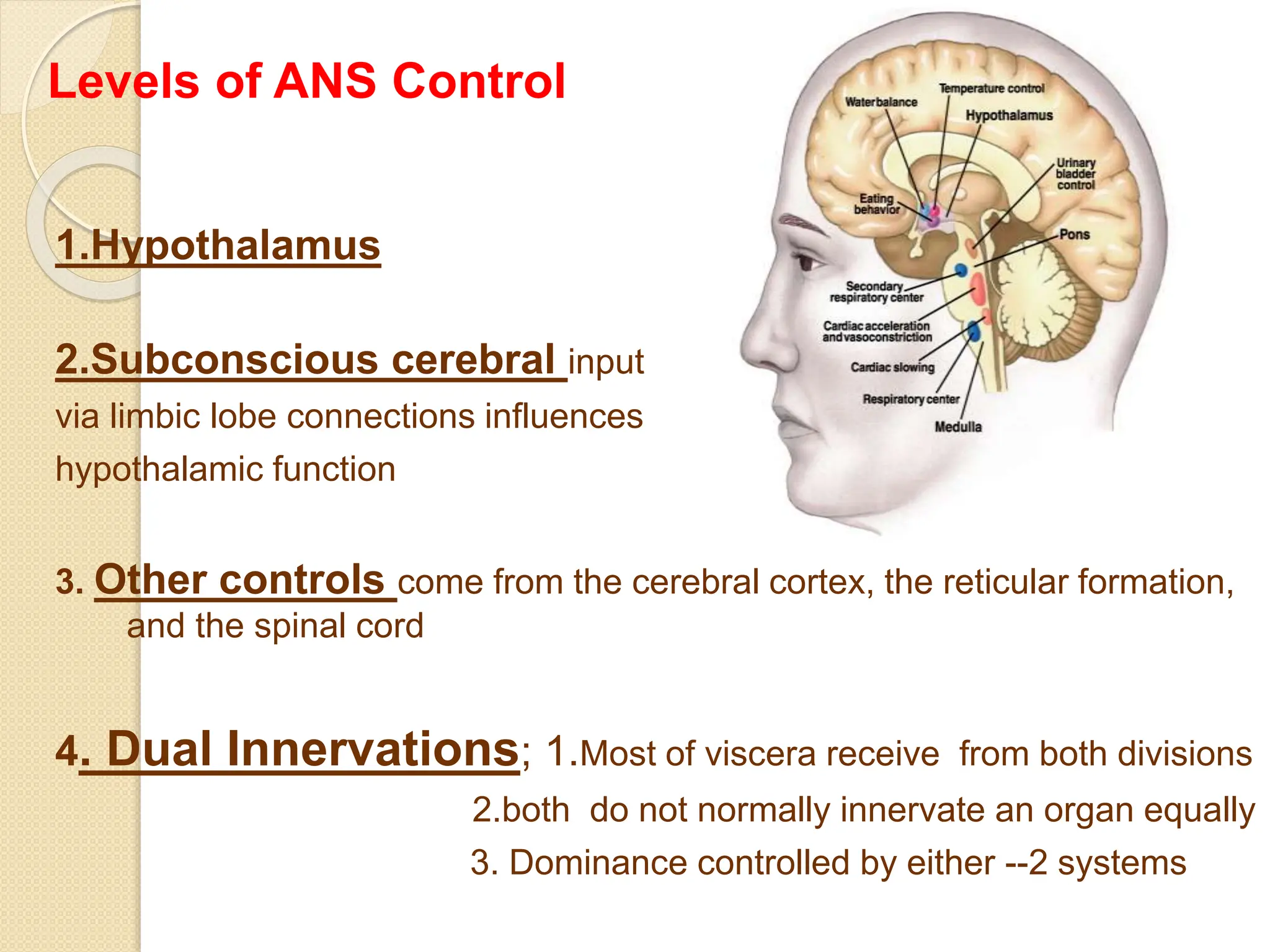 Autonomic nervous system physiology brief | PPTX