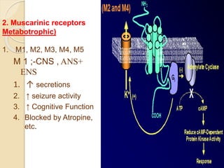 Autonomic nervous system physiology brief | PPTX