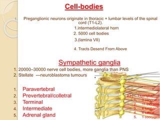 Autonomic nervous system physiology brief | PPTX