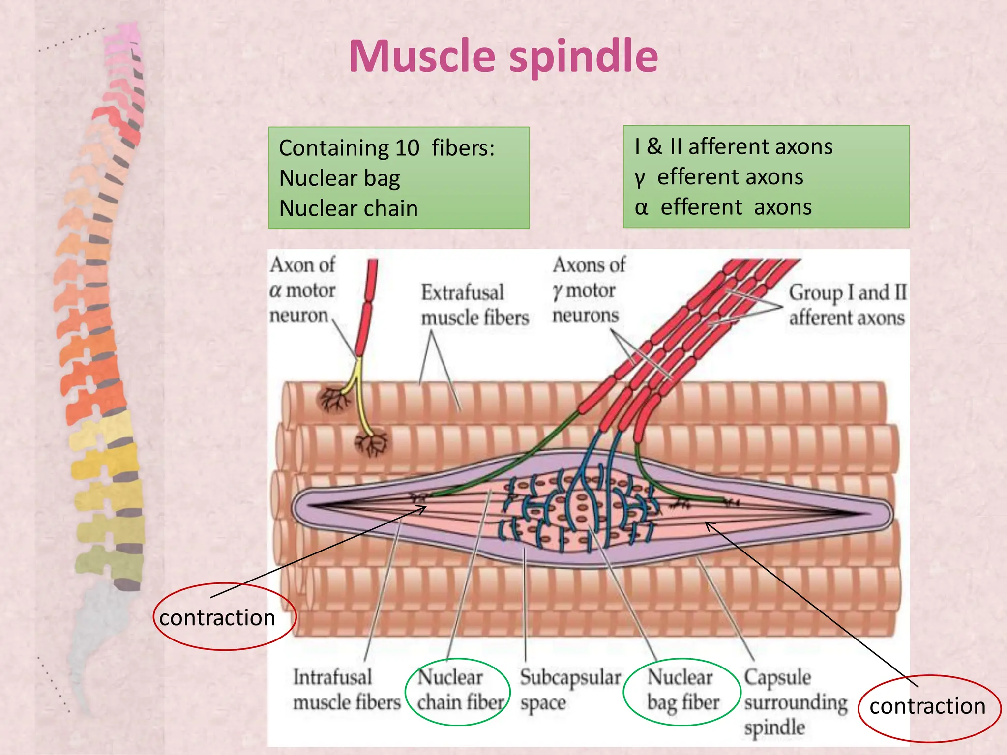 spinal cord anatomy slidessssssssssssssssssssssssssssssssssssssssssss | PDF
