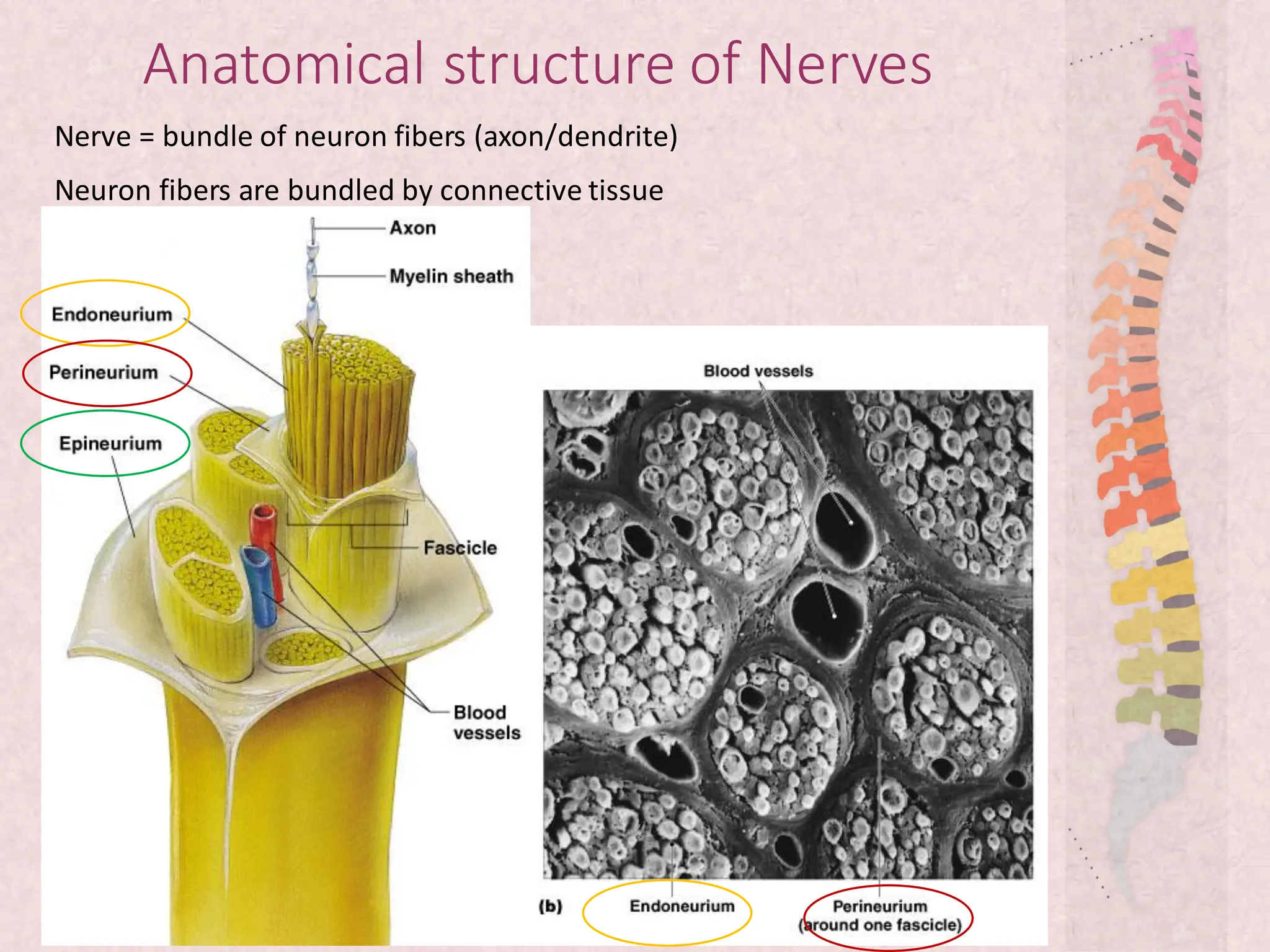 spinal cord anatomy slidessssssssssssssssssssssssssssssssssssssssssss | PDF
