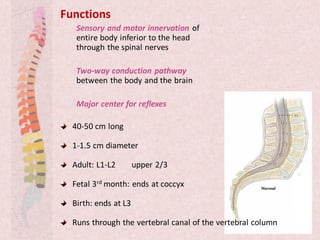 spinal cord anatomy slidessssssssssssssssssssssssssssssssssssssssssss | PPT