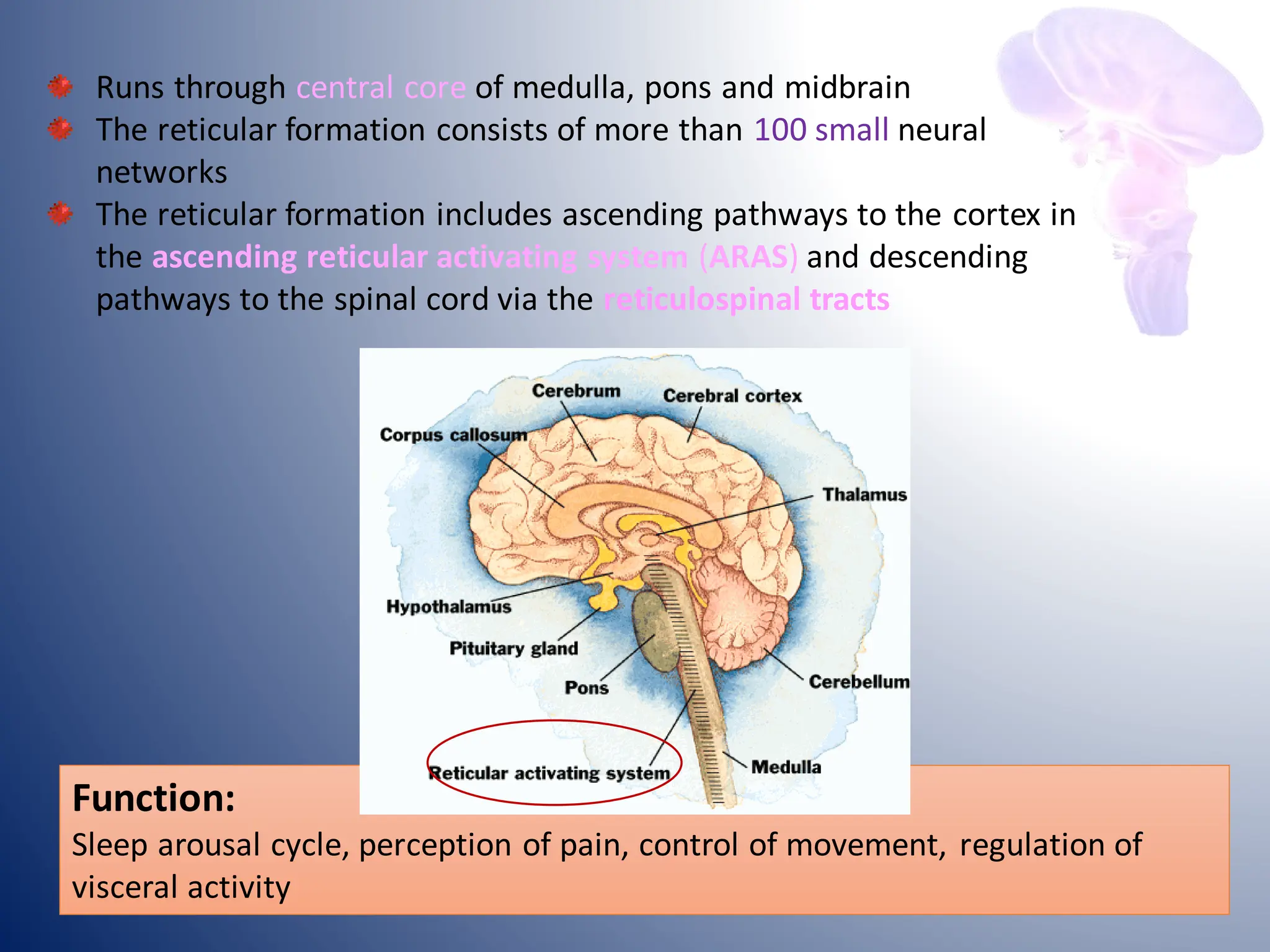 brain stem slidessssssssssssssssssssssss | PDF