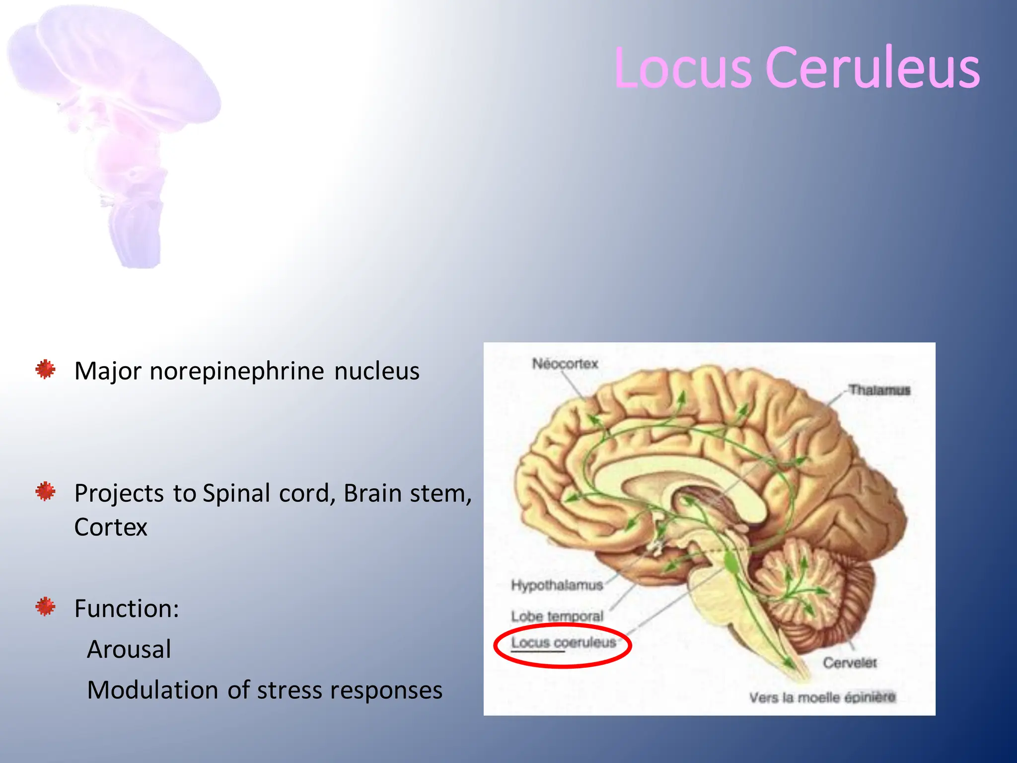 brain stem slidessssssssssssssssssssssss | PDF