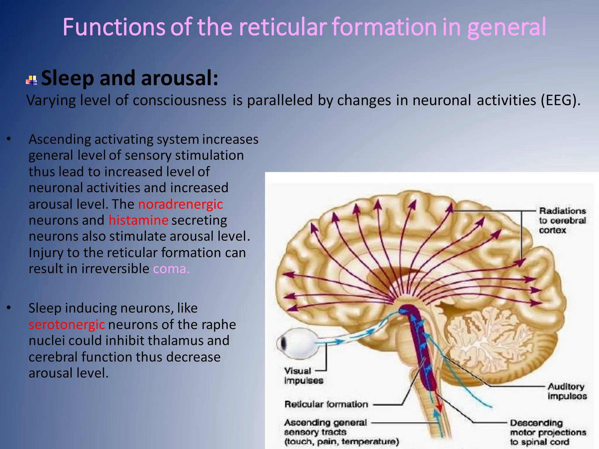 brain stem slidessssssssssssssssssssssss | PDF