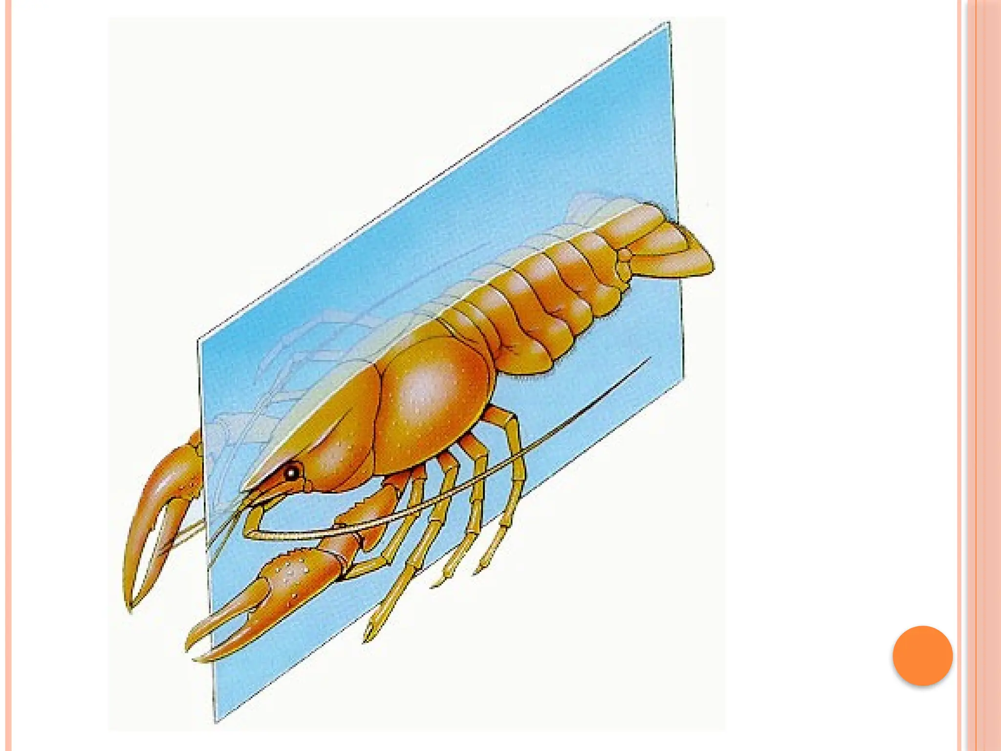 อาณาจักรสัตว์1111111111111111111111.pptx