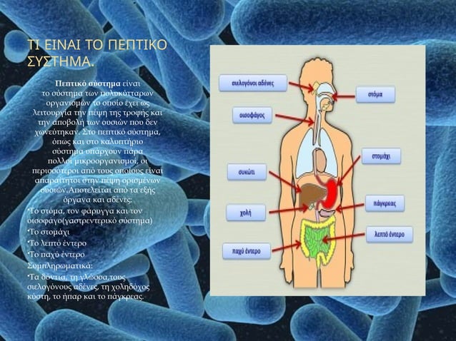 Parousiasi tou peptikou sistimatos apo mathiti a lykeioy | PPT