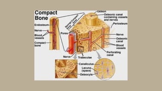 Репаративна регенерація 111111111111.pdf