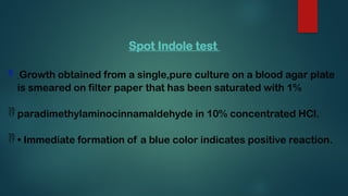 Gram-positive and negative anaerobic bacteria | PPTX