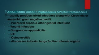 Gram-positive and negative anaerobic bacteria | PPT