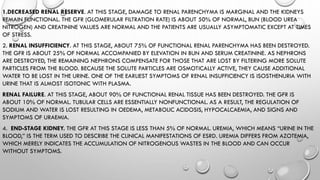 почки. The bodily functions of the human anatomy | PPT