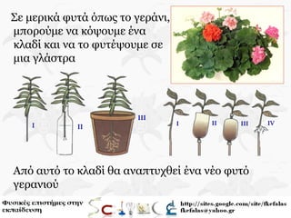 Αναπαραγωγή στα φυτά, βιολογία β γυμνασίου | PPT