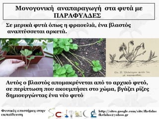 Αναπαραγωγή στα φυτά, βιολογία β γυμνασίου | PPT