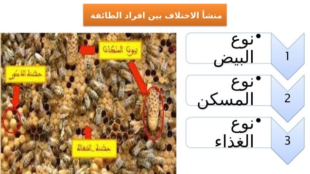 introduction lecture about the honeybee hive | PPT