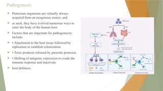 MEDICAL PROTOZOLOGY000000000000000000000 | PPTX