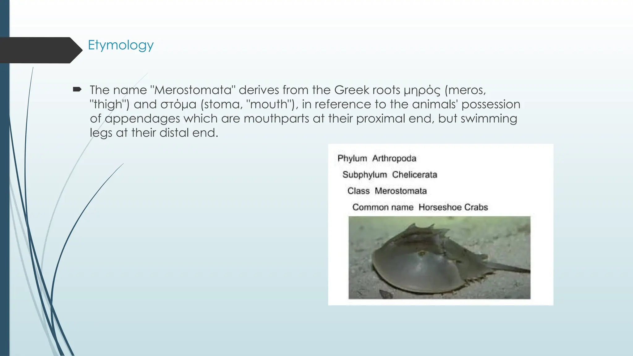 Merostomata is a class of chelicerate arthropods that 000000 | PPTX