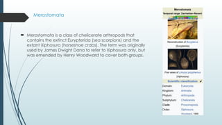 Merostomata is a class of chelicerate arthropods that 000000 | PPT