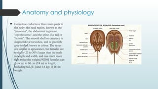 Merostomata is a class of chelicerate arthropods that 000000 | PPT
