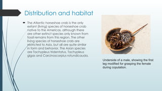 Merostomata is a class of chelicerate arthropods that 000000 | PPT