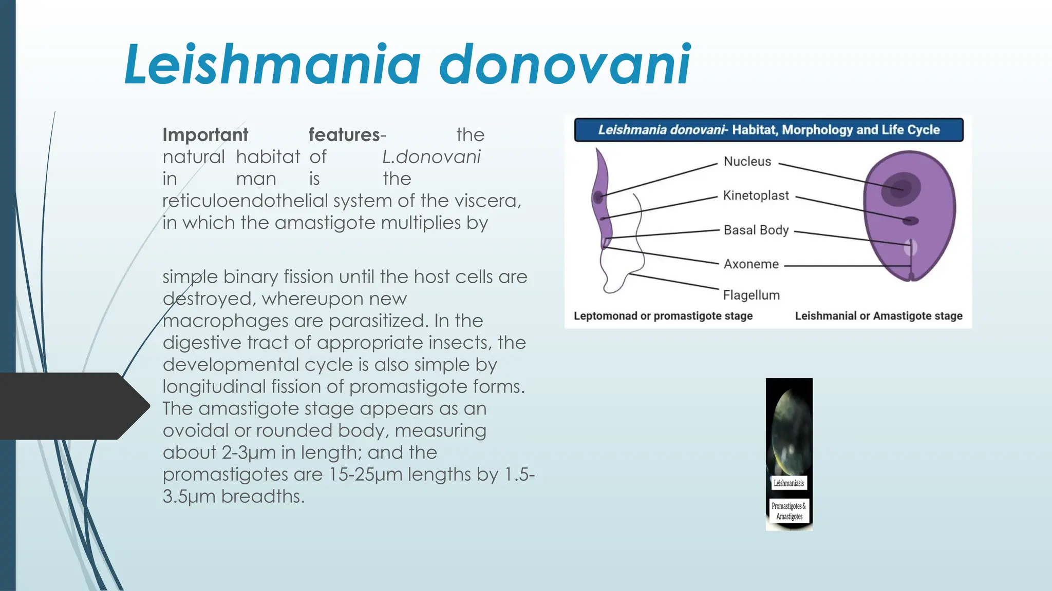Mucocutaneous leishmaniasis The species of leishmania exist in two ...