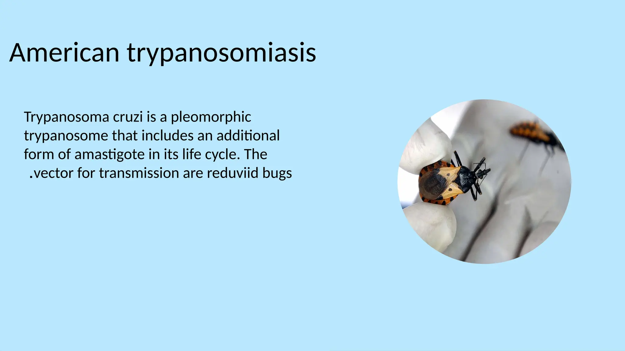 These species may have amastigote, promastigote, epimastigote, and ...