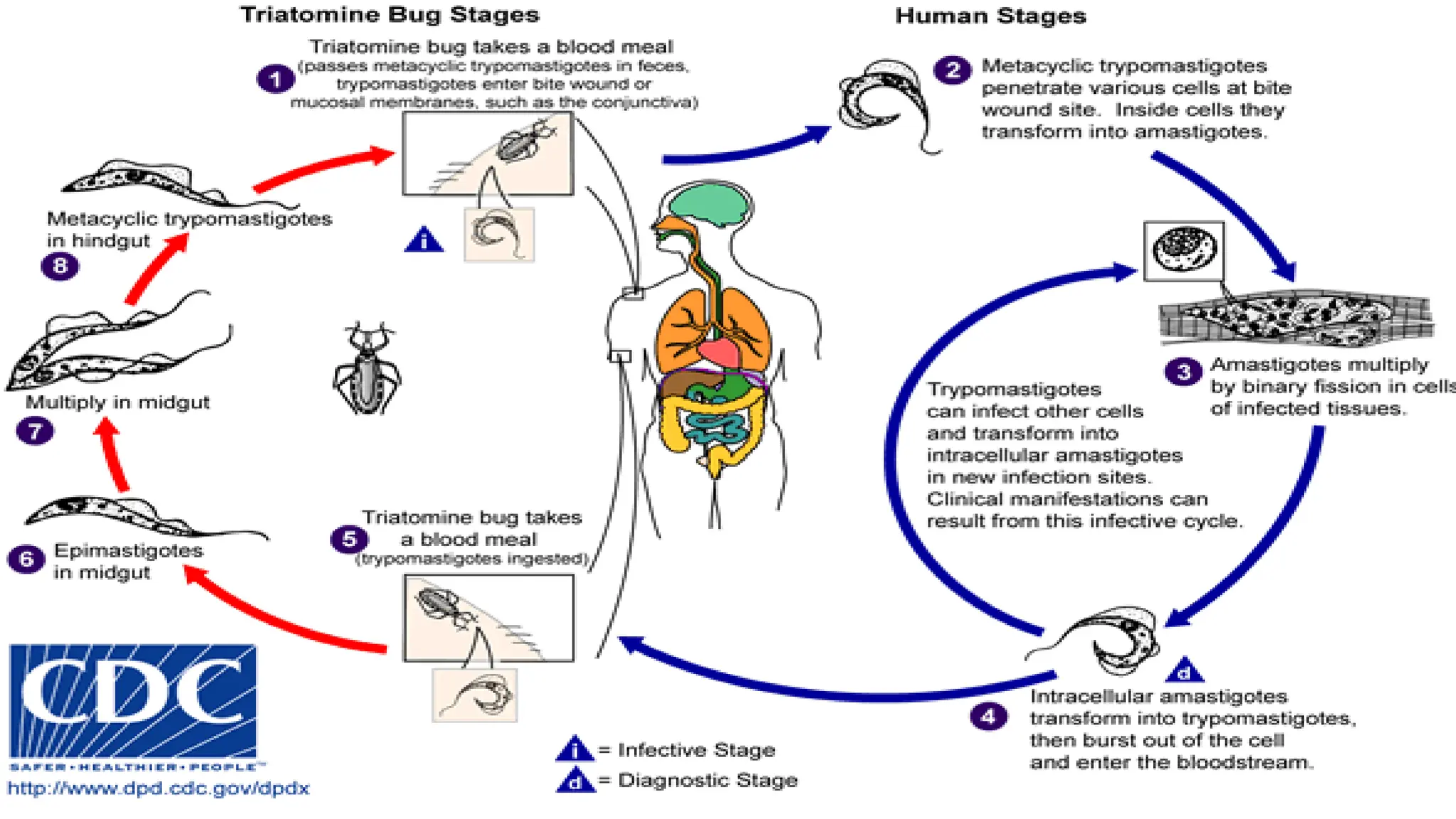 These species may have amastigote, promastigote, epimastigote, and ...