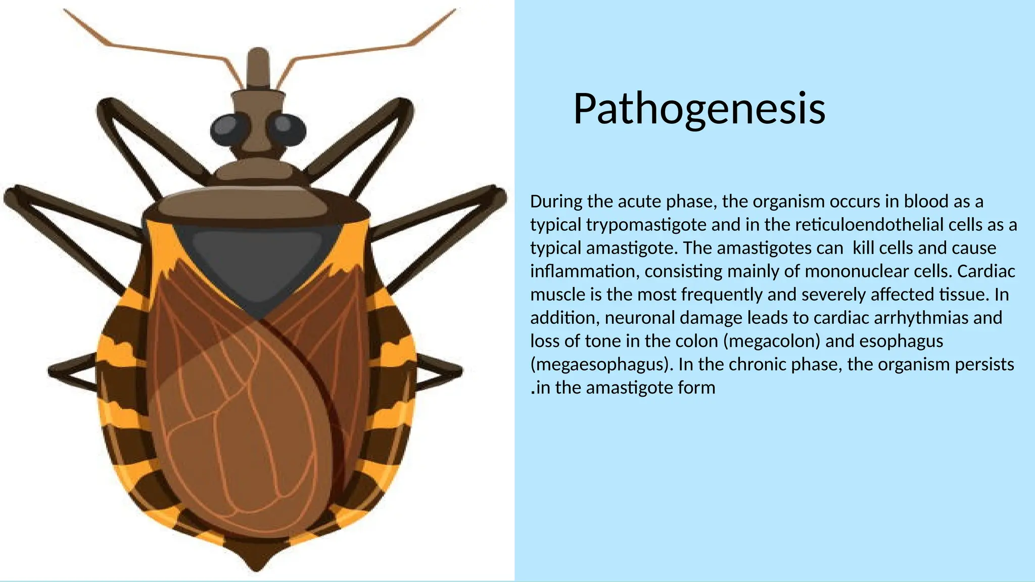 These species may have amastigote, promastigote, epimastigote, and ...