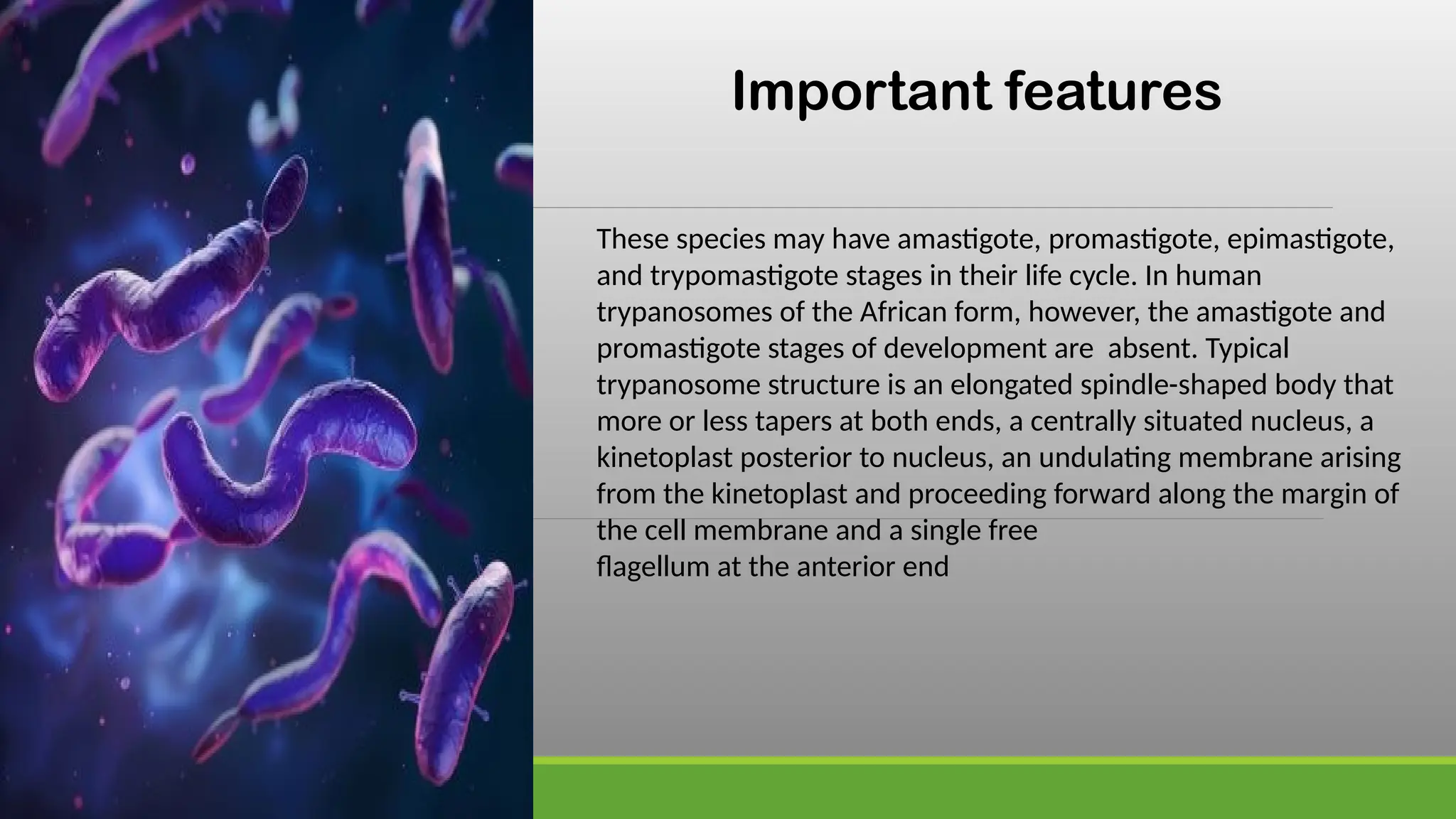 These species may have amastigote, promastigote, epimastigote, and ...