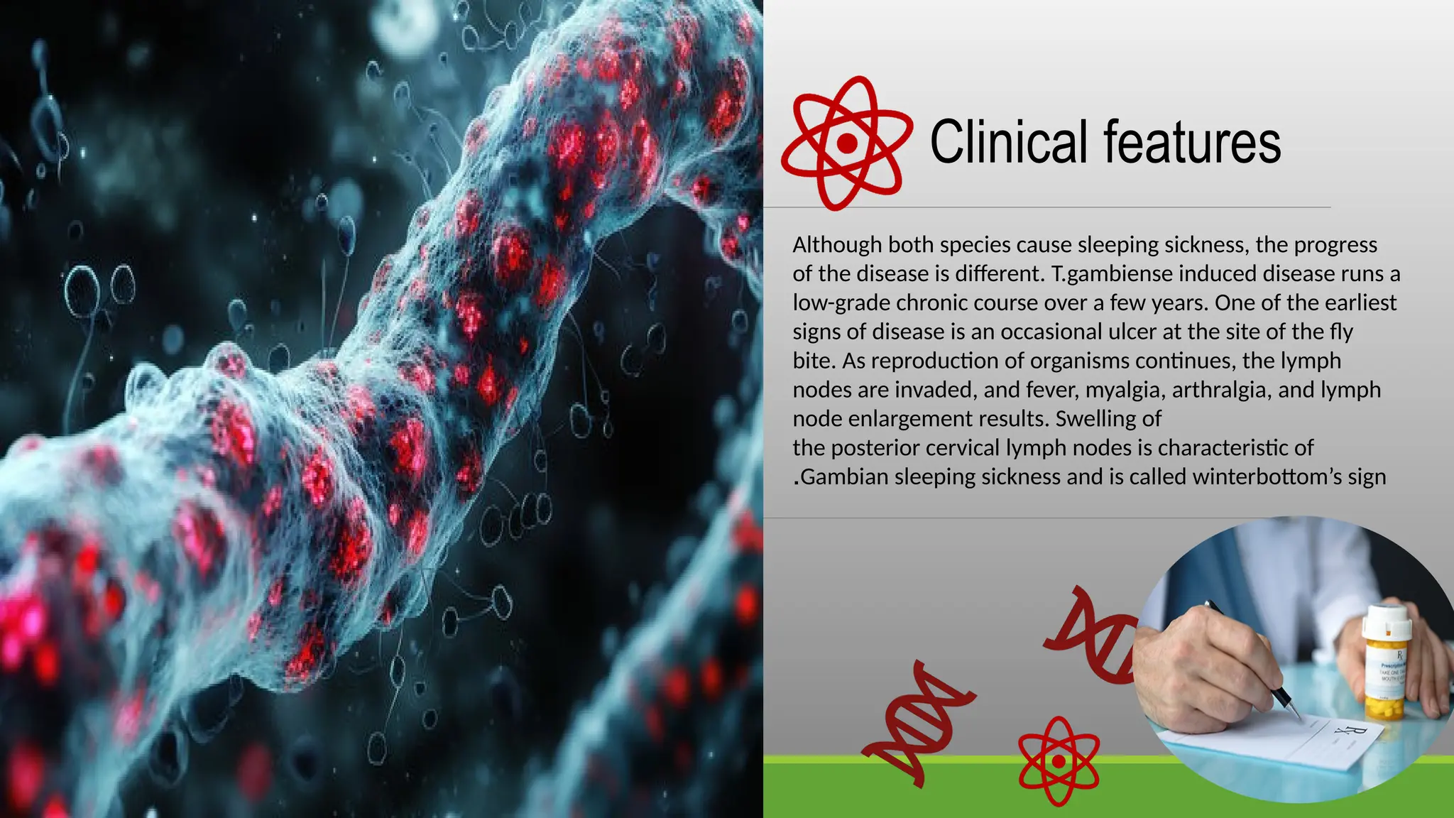 These species may have amastigote, promastigote, epimastigote, and ...