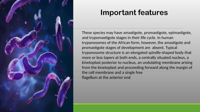 These species may have amastigote, promastigote, epimastigote, and ...