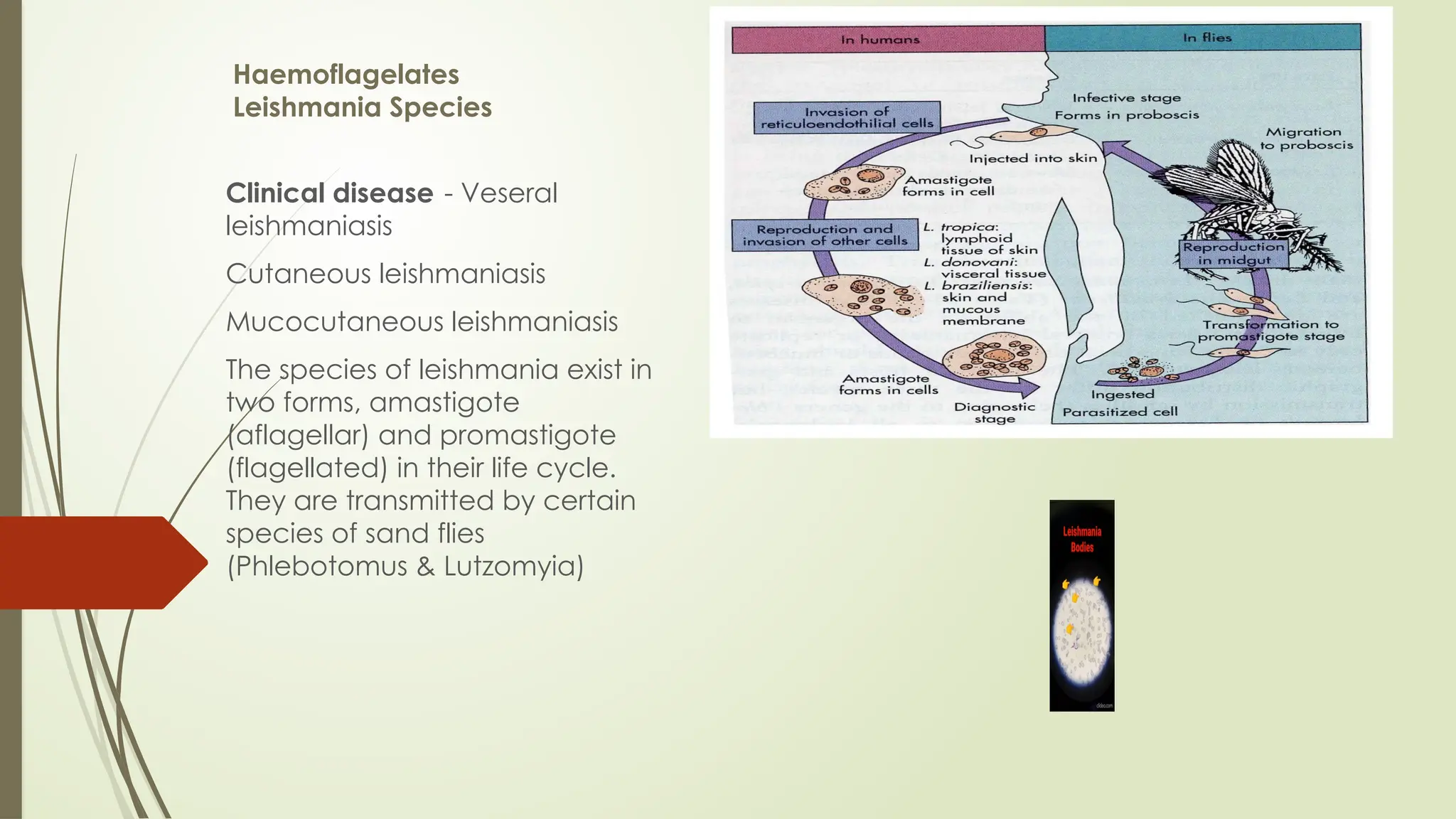 Clinical disease - Veseral leishmaniasis Cutaneous leishmaniasis ...