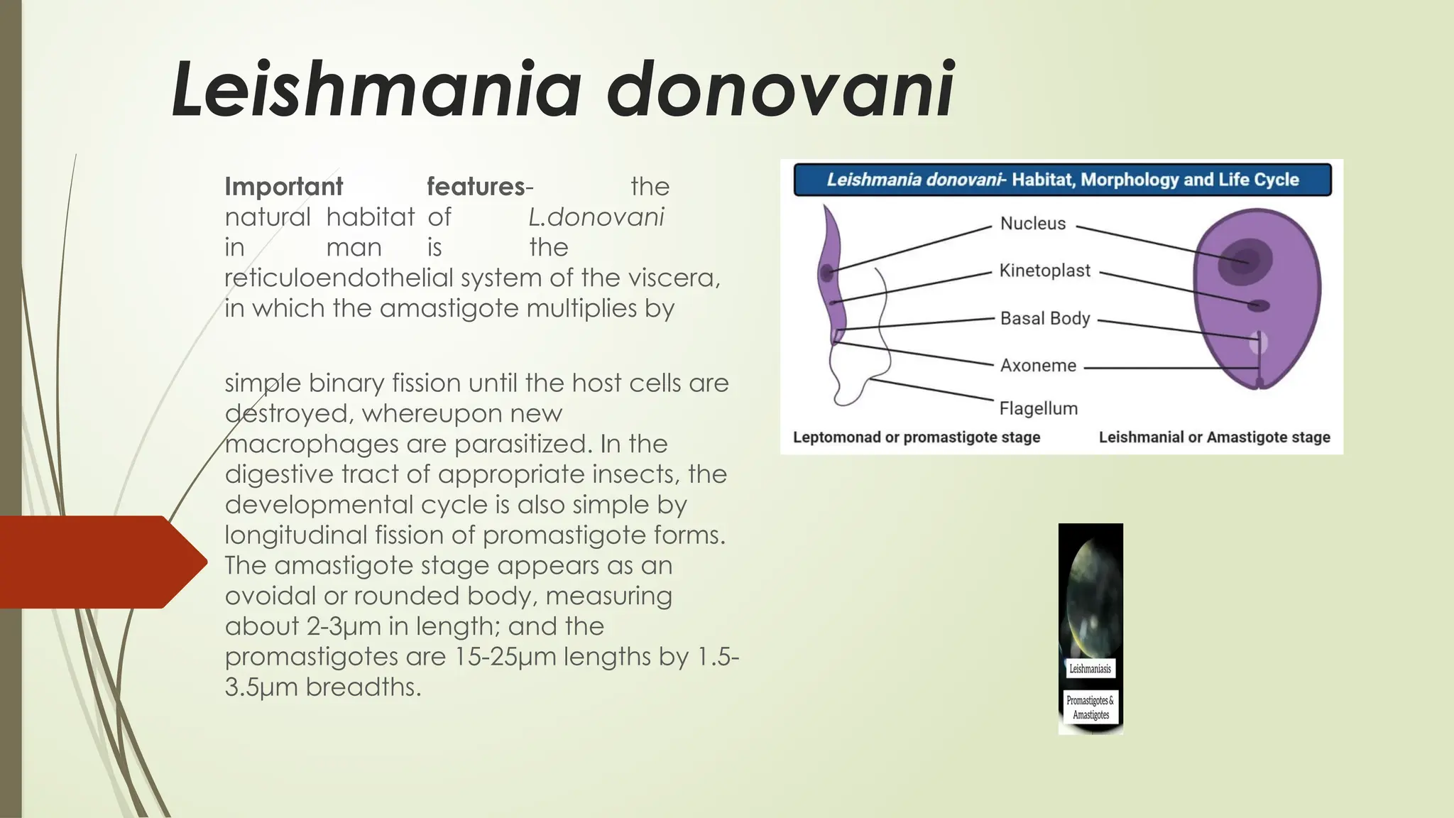 Clinical disease - Veseral leishmaniasis Cutaneous leishmaniasis ...