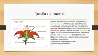 flower and its parts for biology learing | PPT