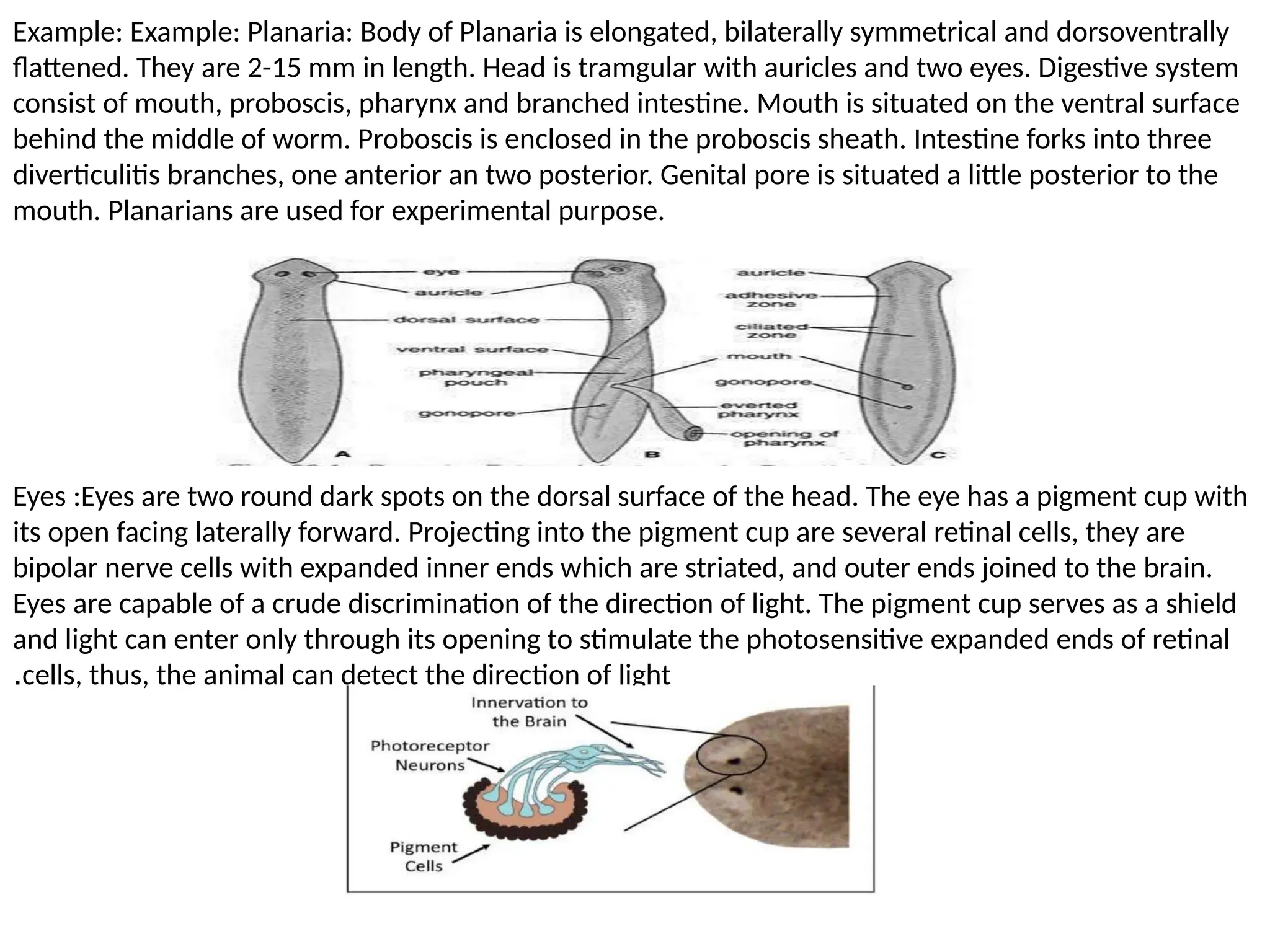 Phylum: Platyhelminthes Platyhelminthes (from the Greek , platy ...