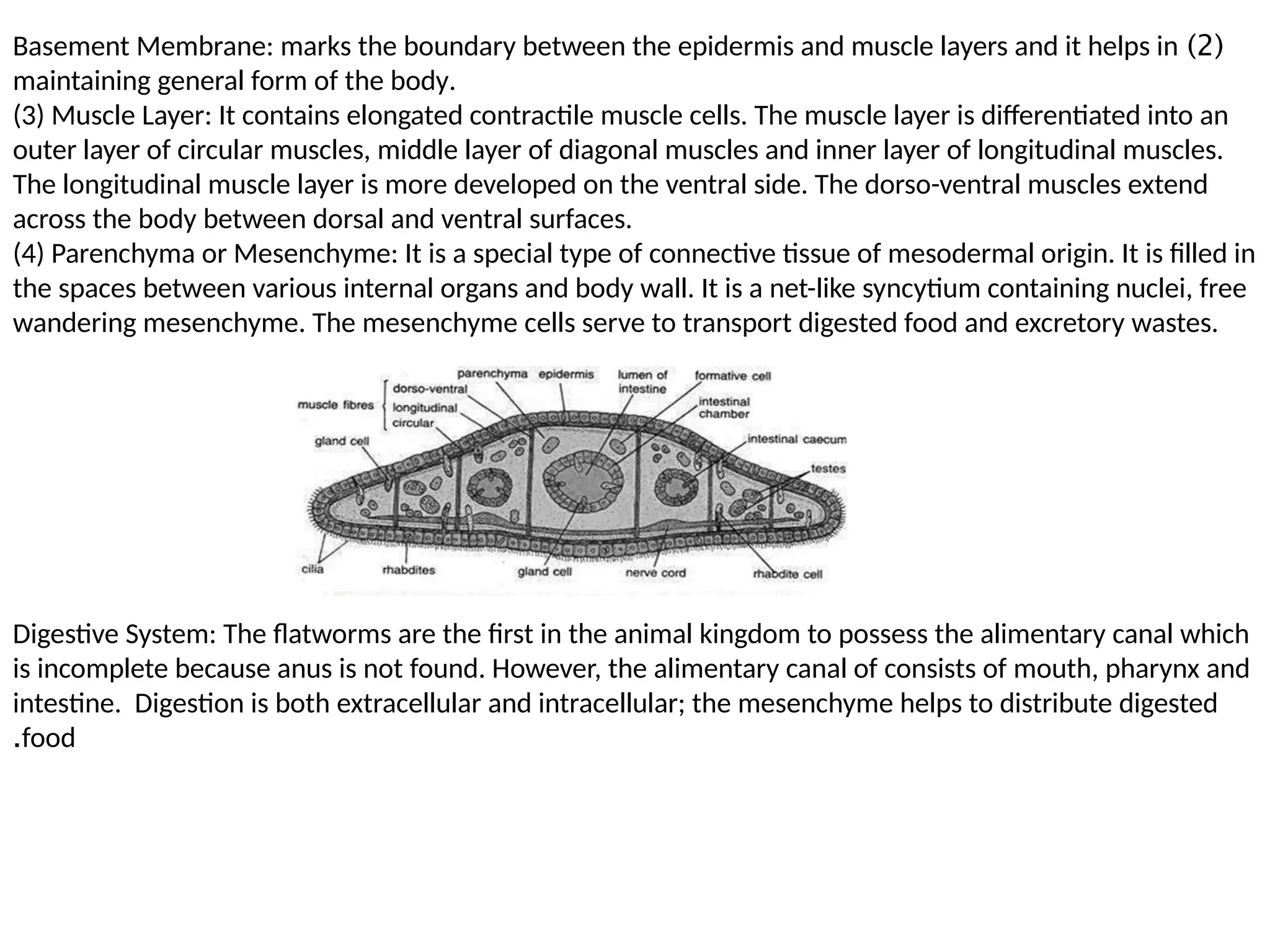 Phylum: Platyhelminthes Platyhelminthes (from the Greek , platy ...