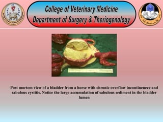 Acute renal failure in horses is initially associated with anuria or ...