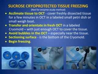 TISSUE FREEZING METHODS FOR CRYOSTAT SECTIONING | PDF