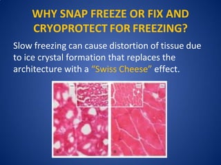TISSUE FREEZING METHODS FOR CRYOSTAT SECTIONING | PDF