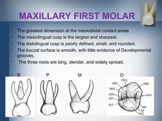 مورفولوژی دندانهای شیری.ppt primary teeth morphology | PPT